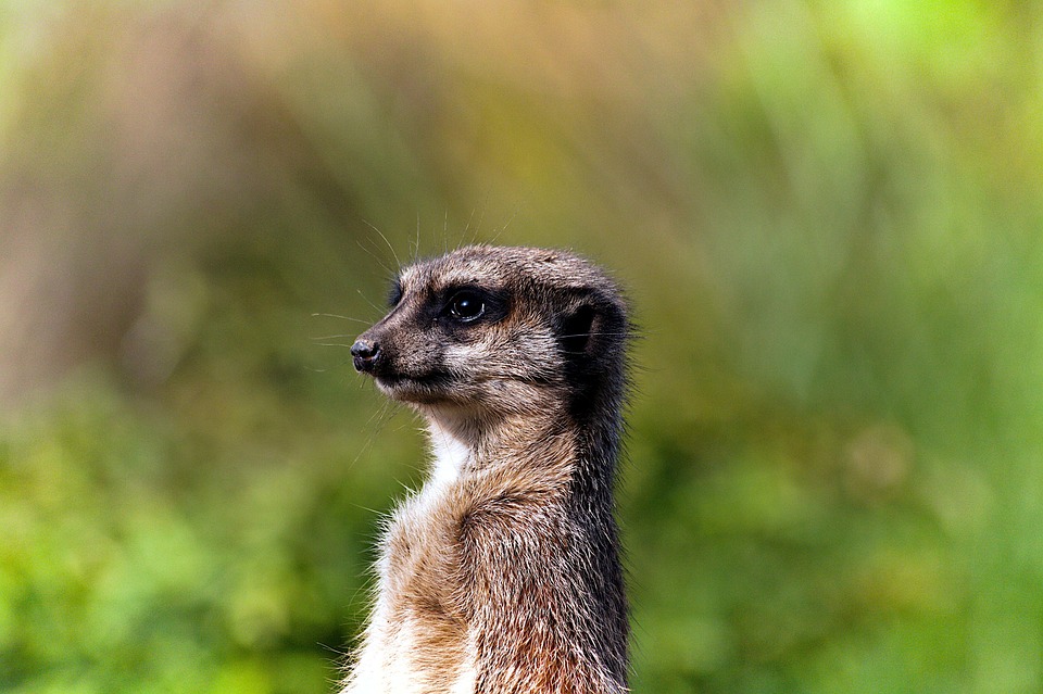Meerkat Animal Wildlife - Free photo on Pixabay