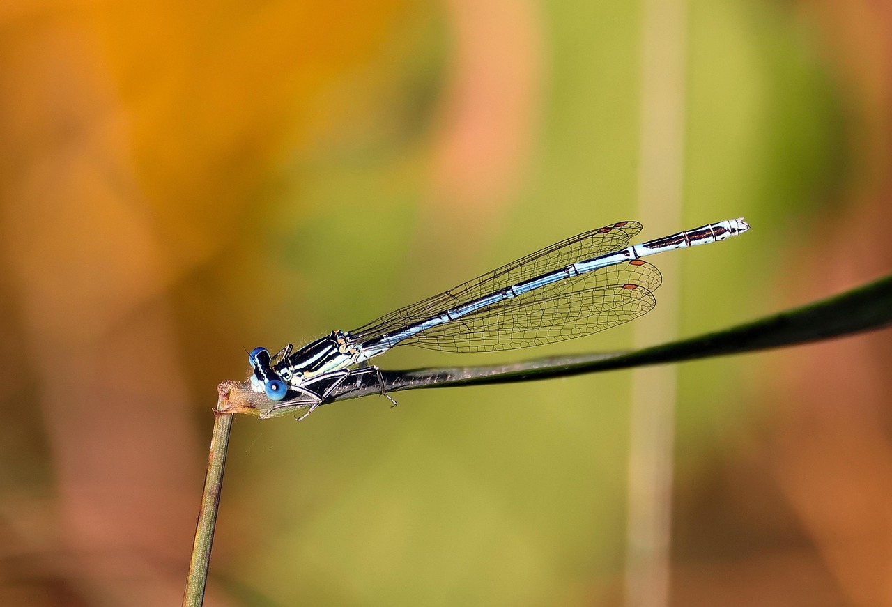 Dragonfly Insect Wings - Free photo on Pixabay
