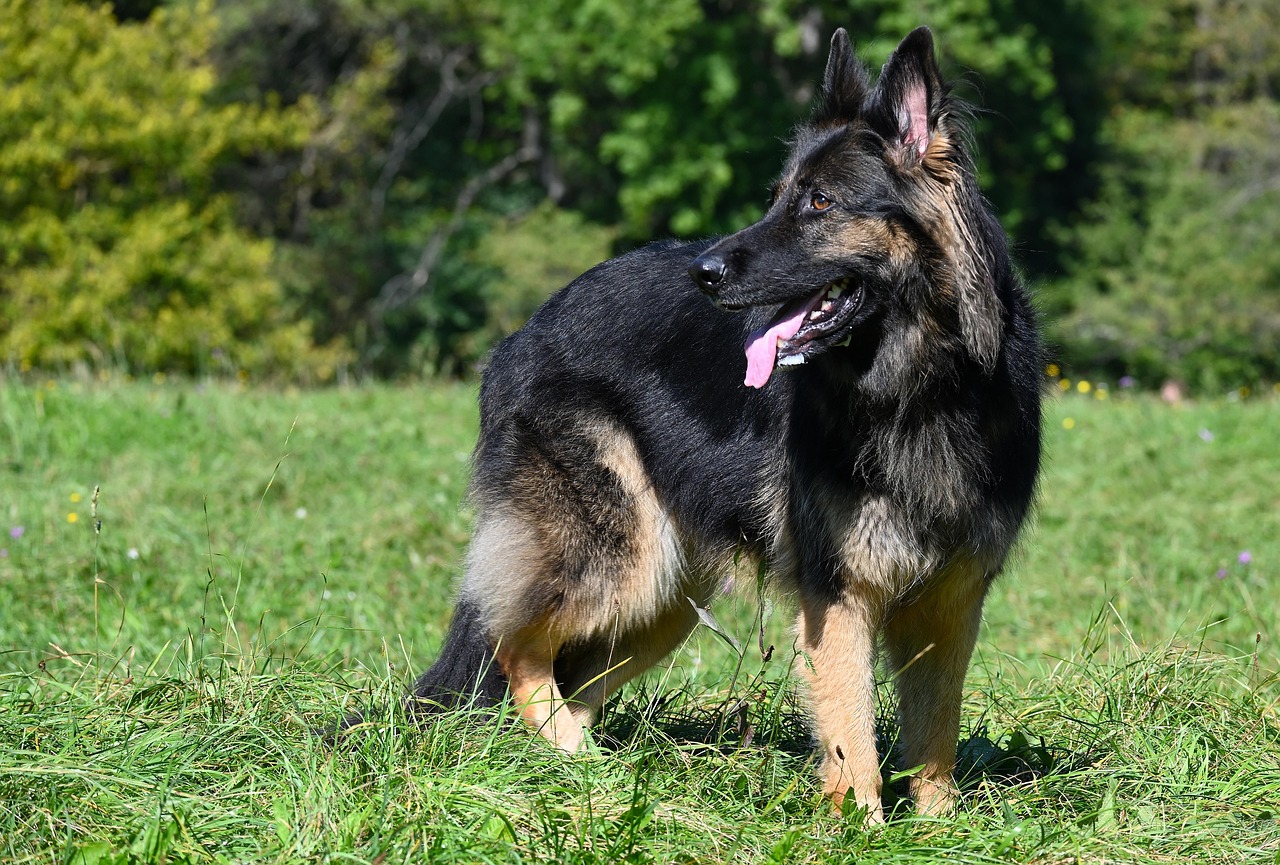Dog Animal Mammal - Free photo on Pixabay