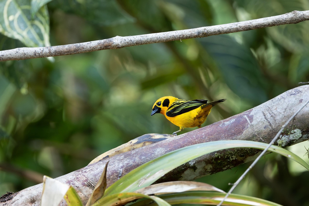 Bird Golden Tanager Animal - Free photo on Pixabay