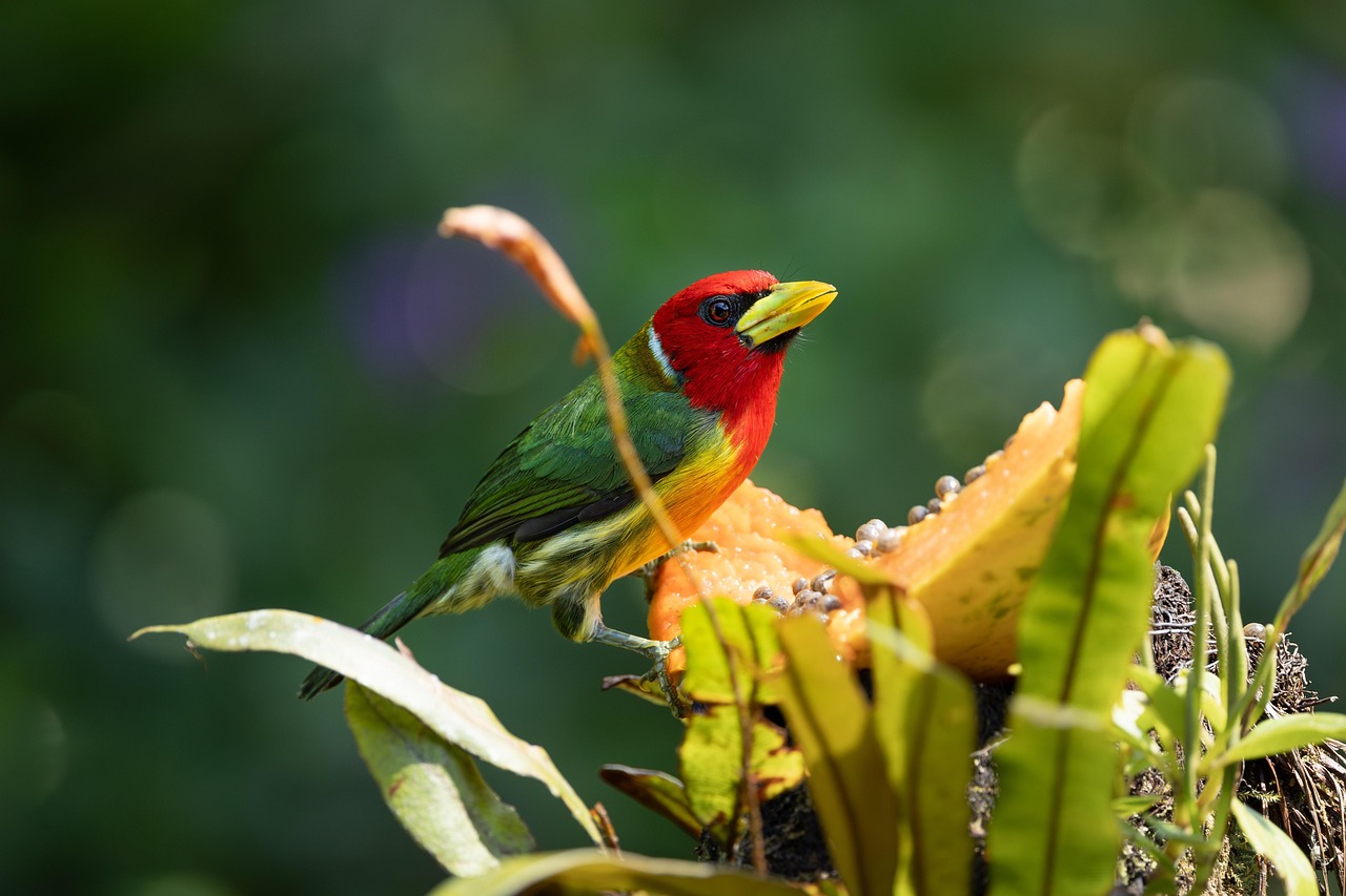4+ Free Cabezon Roșcat & Rockfish Images - Pixabay