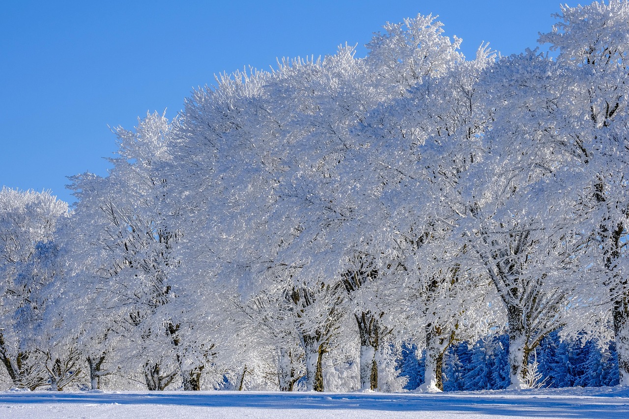 300,000+ Free Trees In The Winter & Winter Images - Pixabay