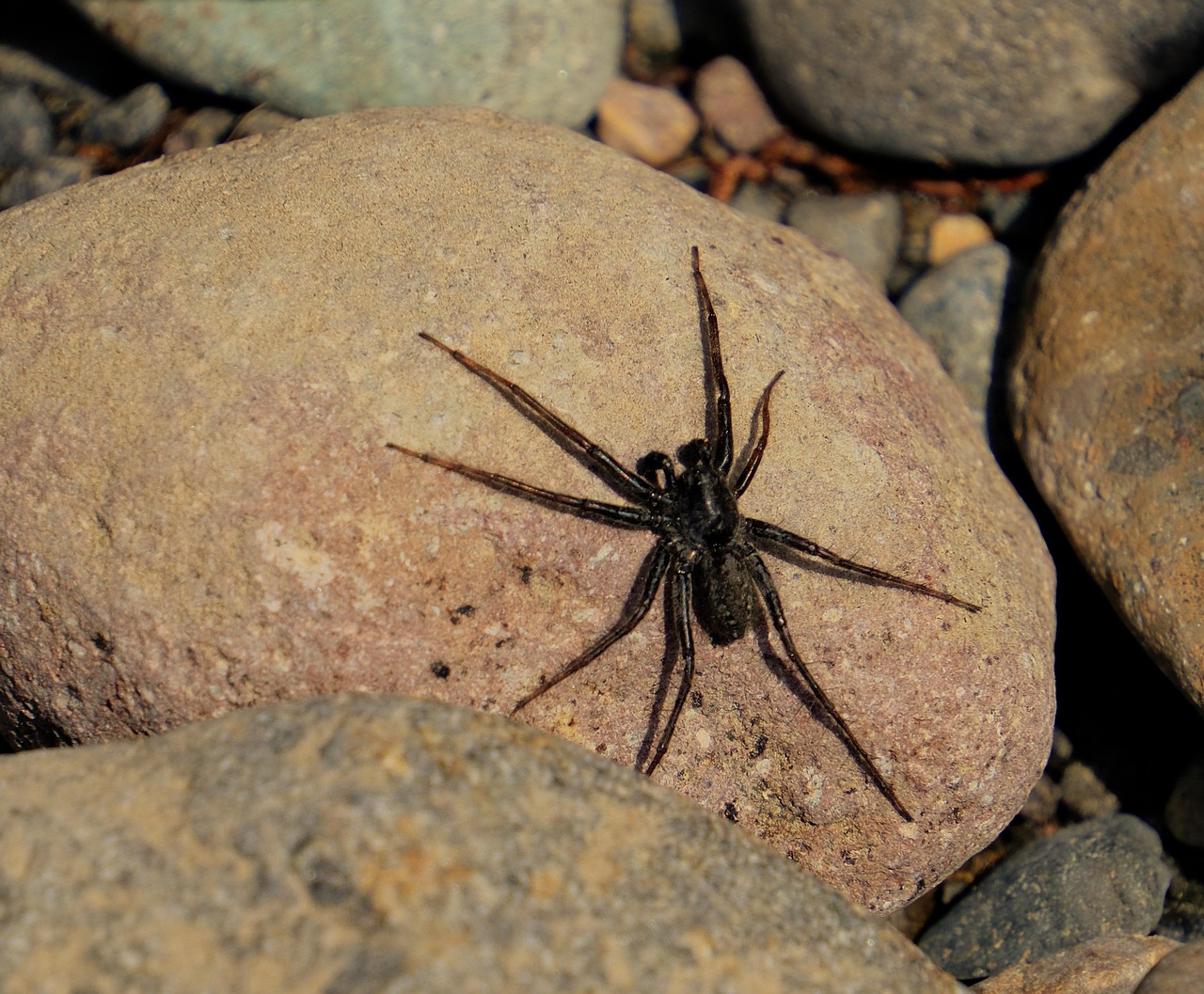 Spider Nature Insect - Free photo on Pixabay