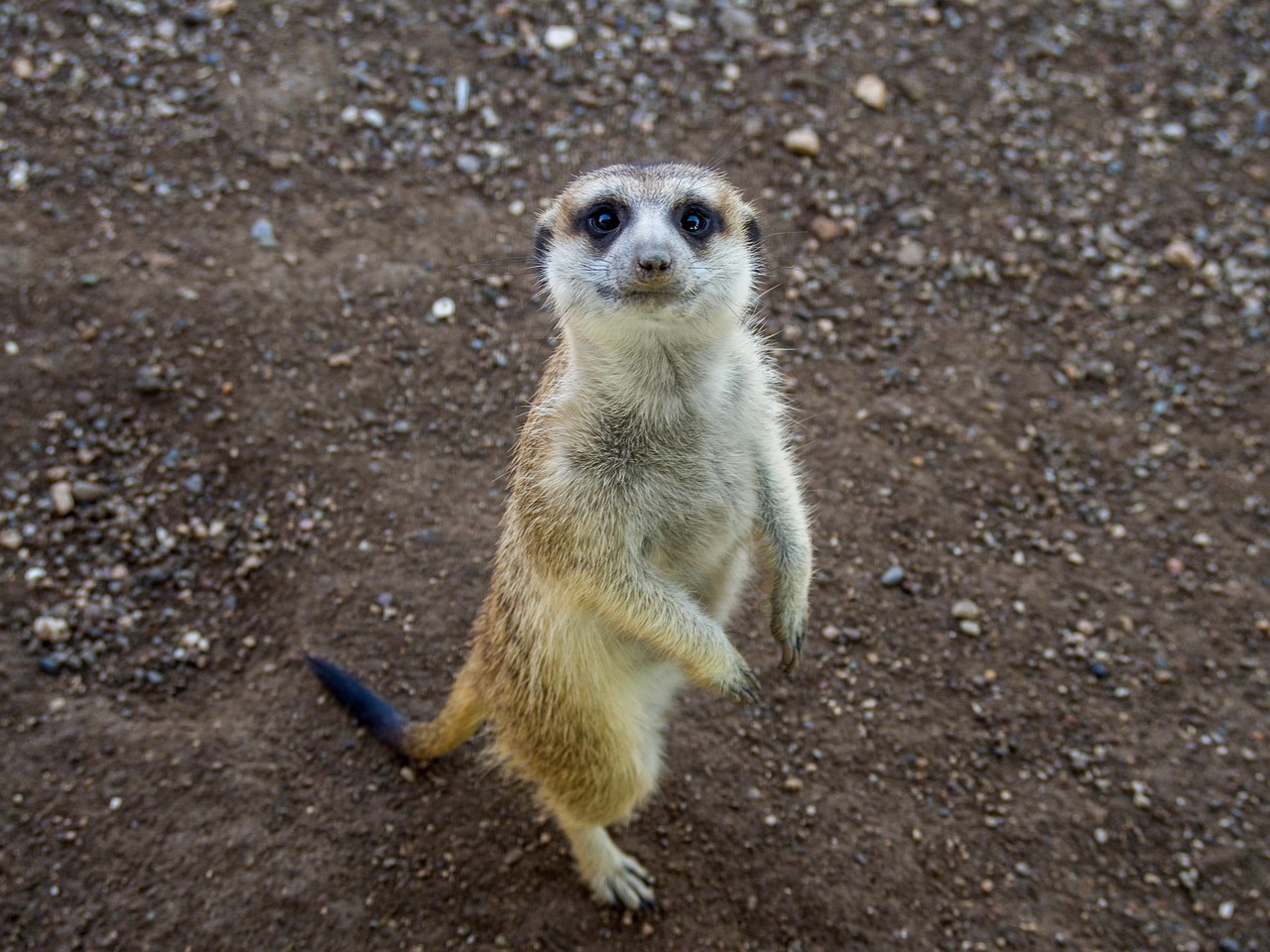 Suricata Mamífero Animal - Foto gratuita no Pixabay