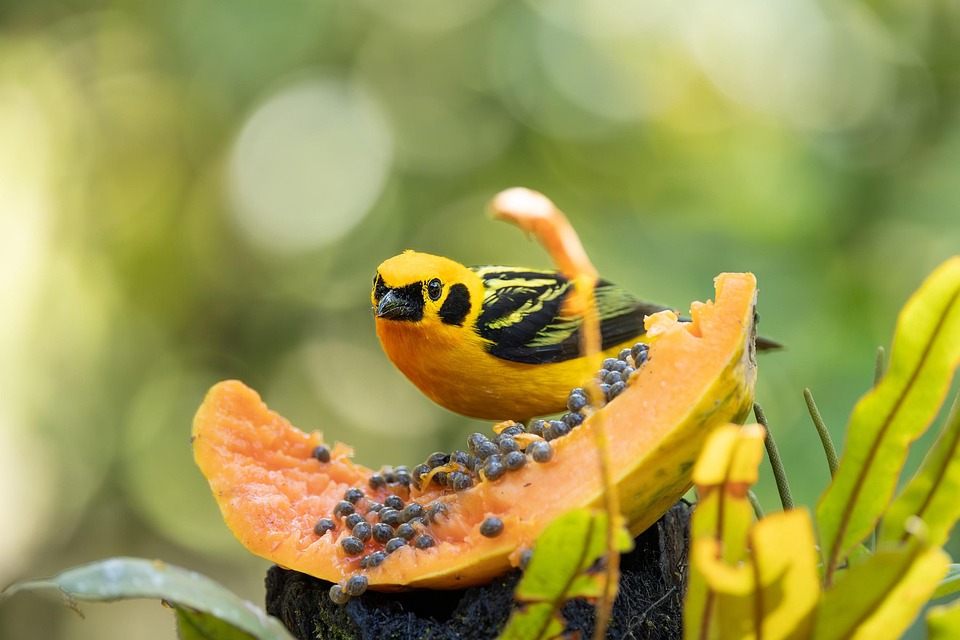 Bird Tanager Animal - Free photo on Pixabay