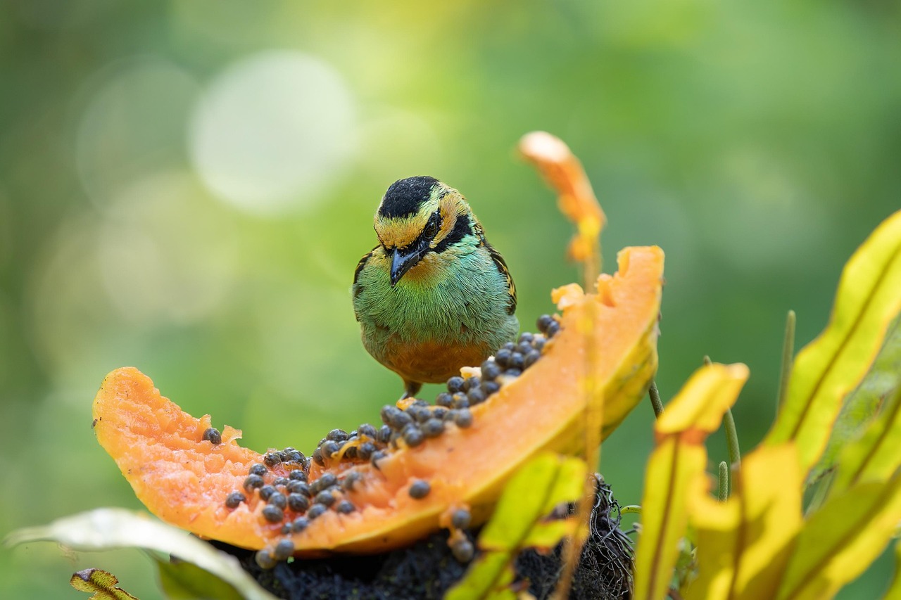 Golden Eared Tanager Bird - Free photo on Pixabay
