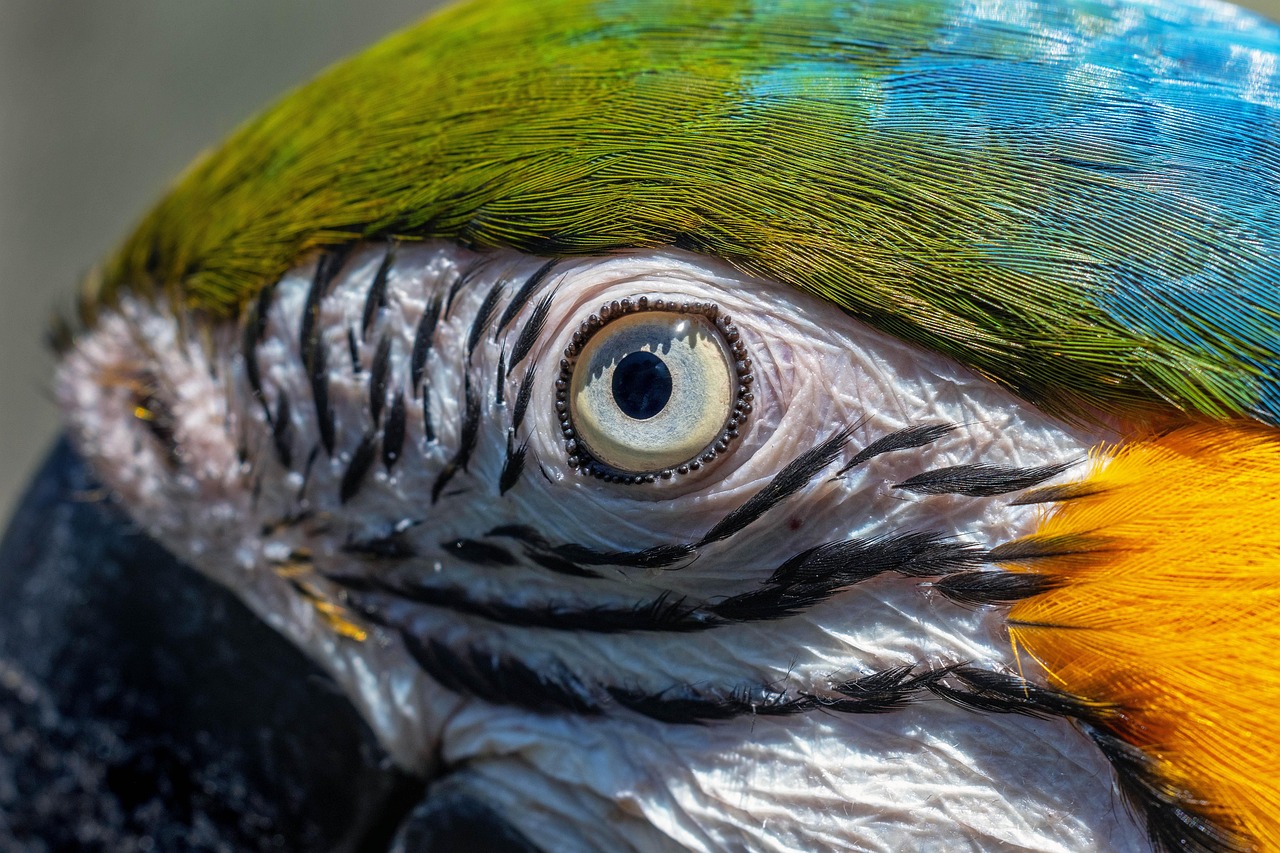Blue-And-Yellow Macaw Parrot - Free photo on Pixabay