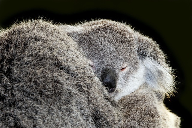 Más de 20 000 imágenes gratis de Koala Bebe y Koala - Pixabay
