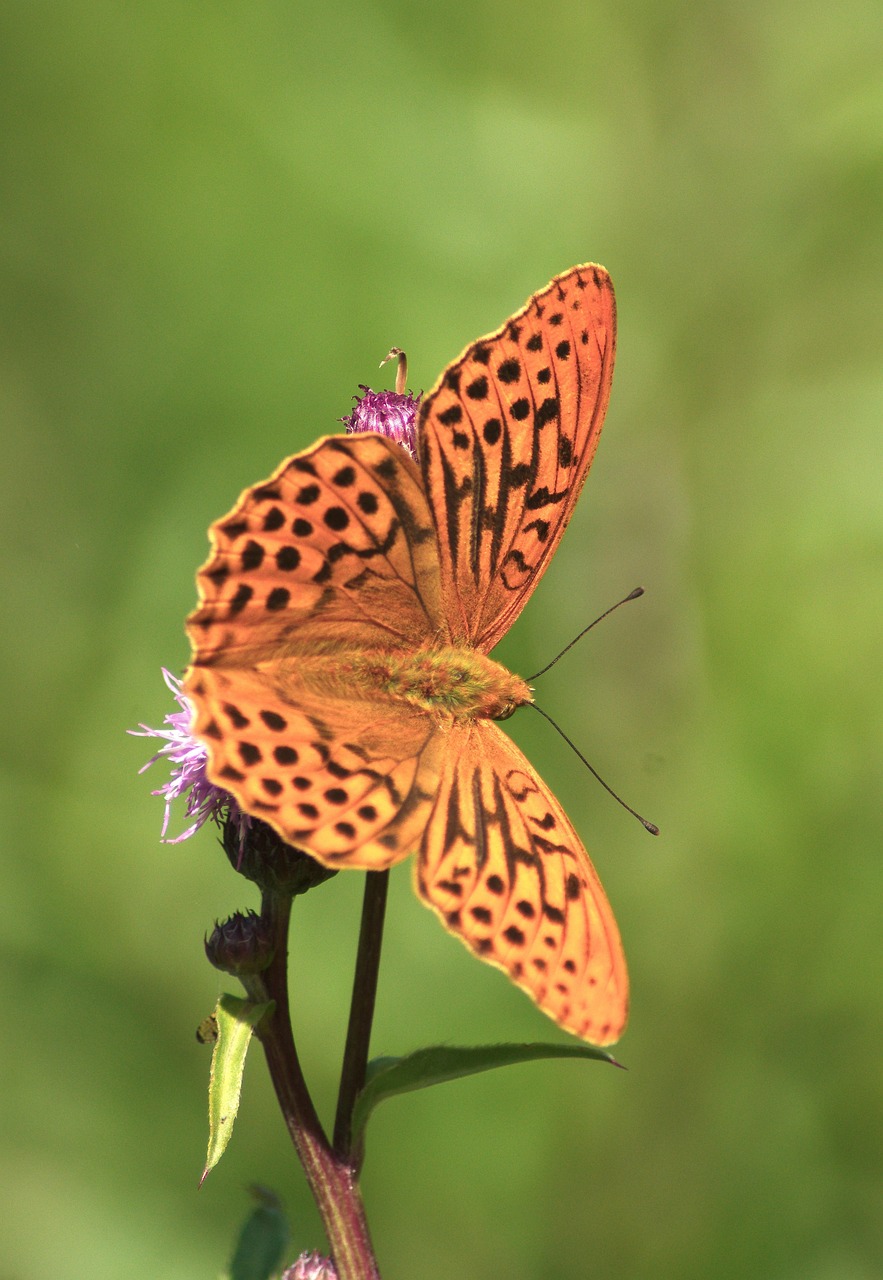 Butterfly Insect Flowers - Free photo on Pixabay