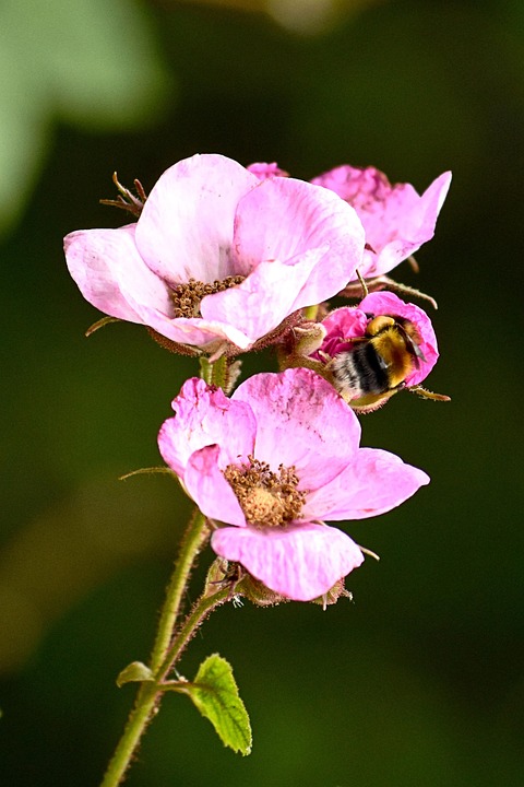 Pink Flowers Bee - Free photo on Pixabay