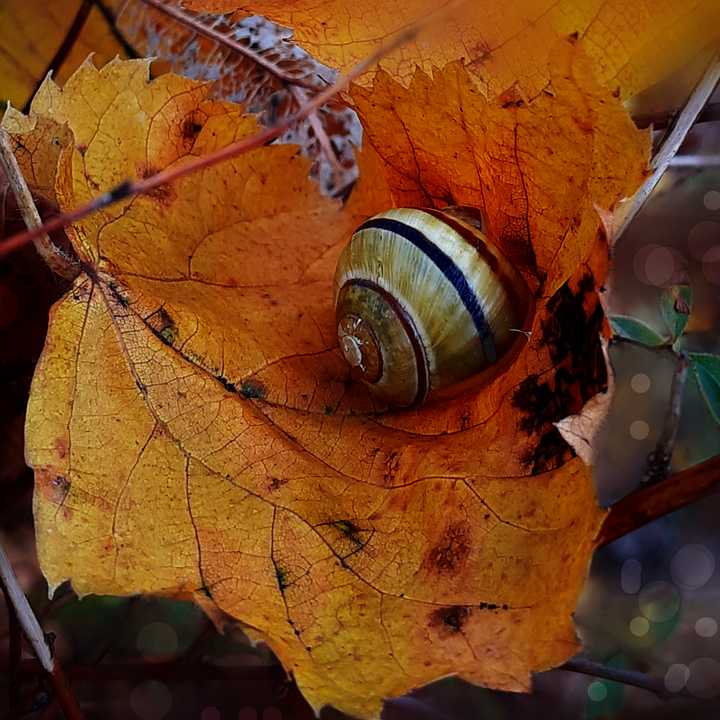 Maple Leaf Fall Snail - Free photo on Pixabay
