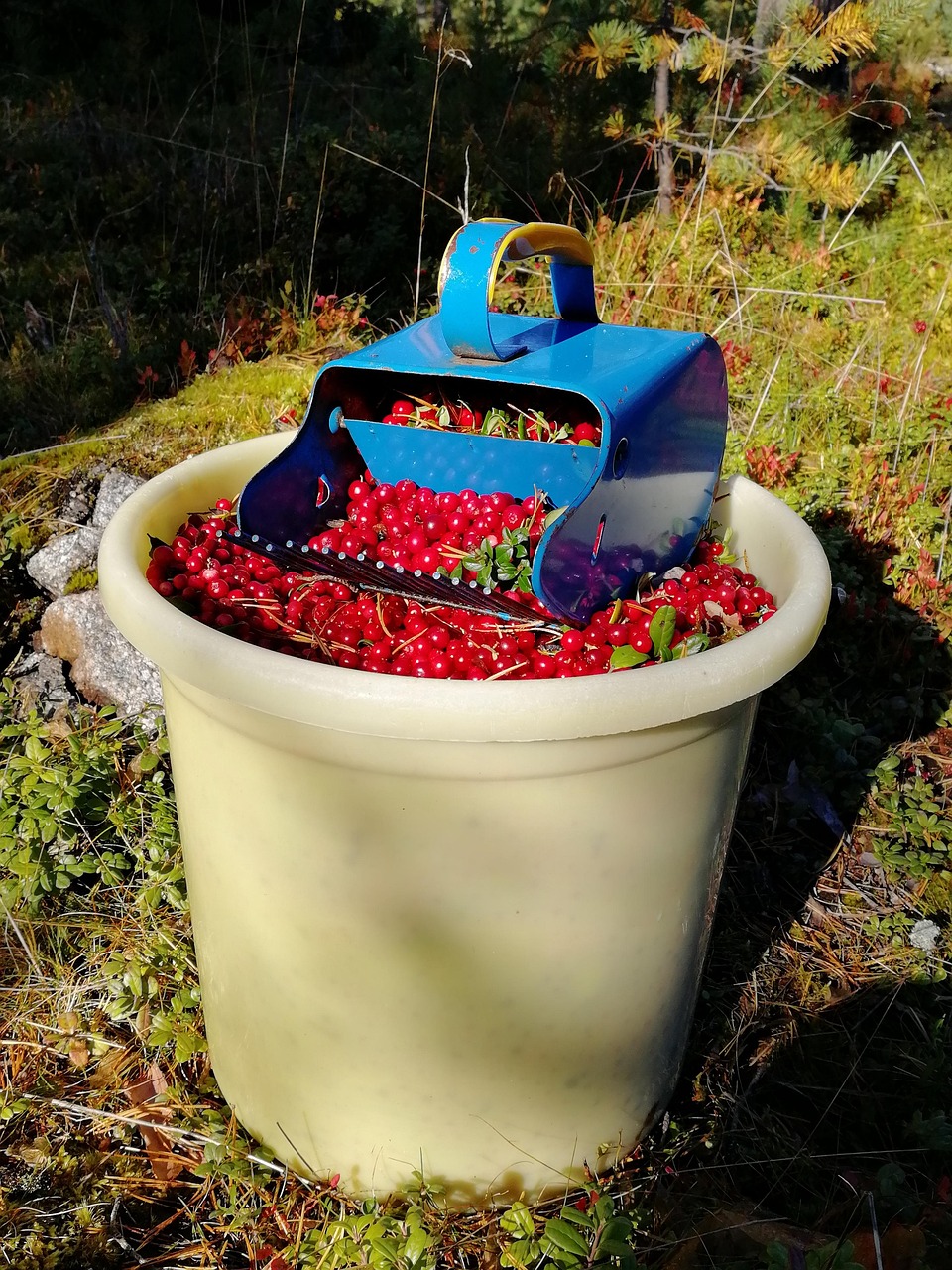Cowberry Berry Berries - Free photo on Pixabay