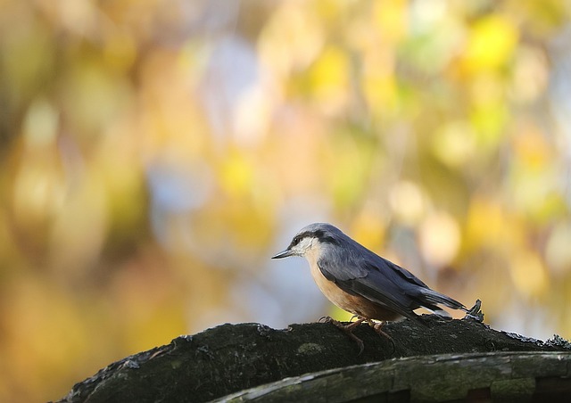 Oiseau Automne Faune La - Photo gratuite sur Pixabay