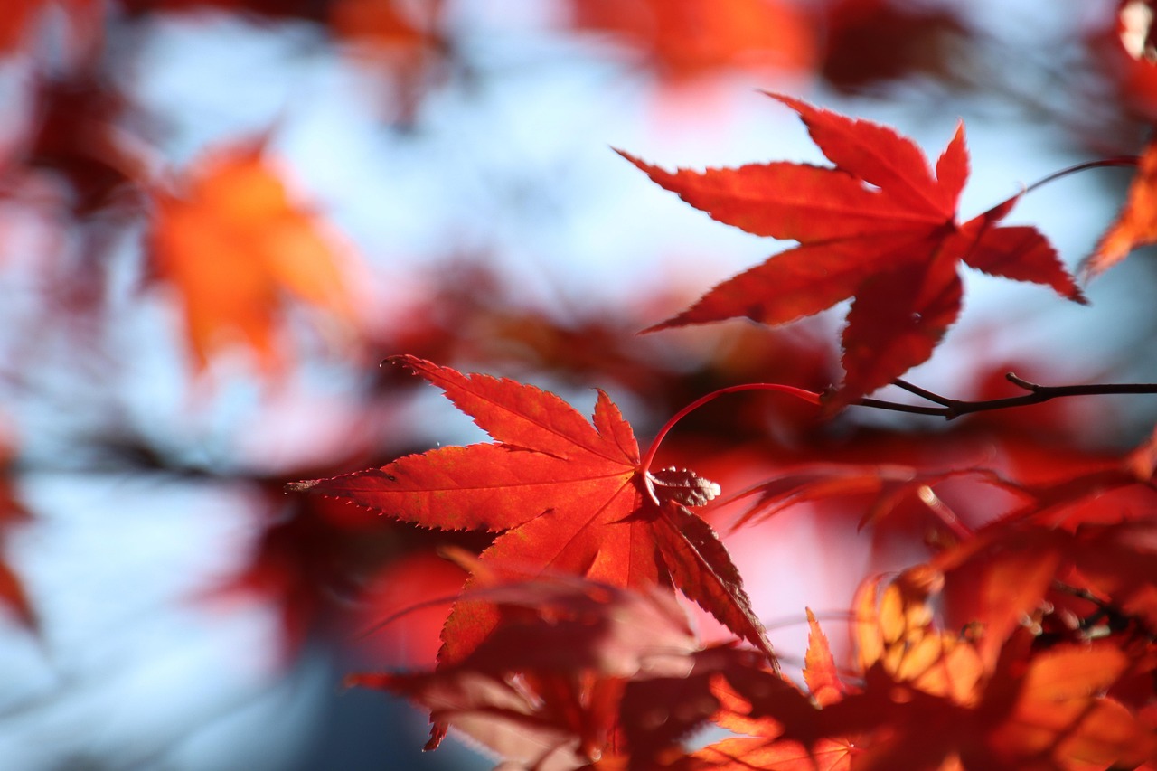 Maple Leaves Nature - Free photo on Pixabay