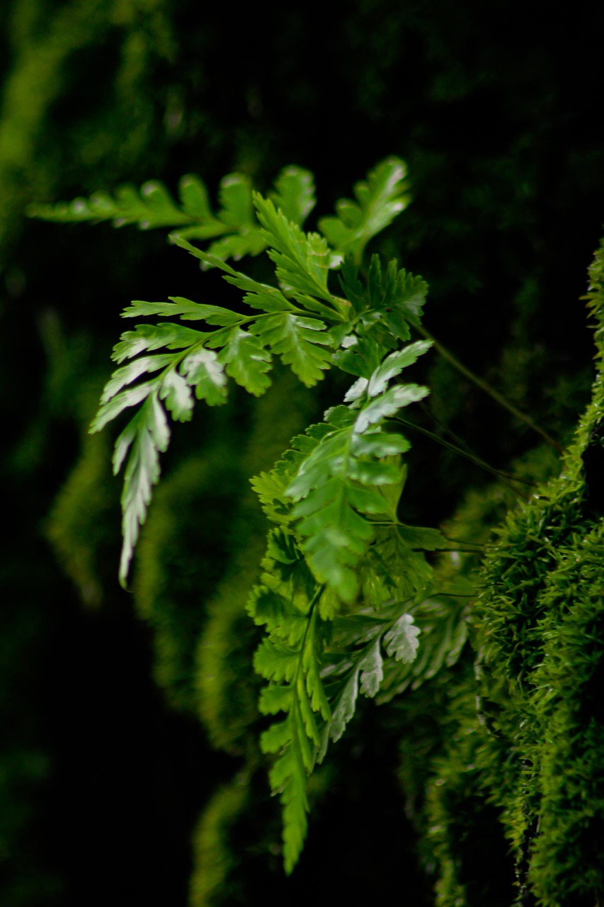 Nature Leaves Plant - Free photo on Pixabay