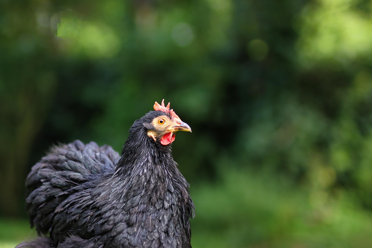 Bird Hen Rooster - Free photo on Pixabay