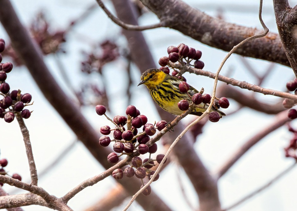 Tiger Warbler Bird Animal Tree - Free photo on Pixabay