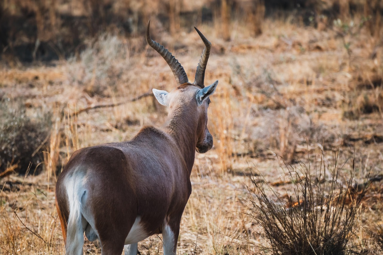 Animal Nature Buck - Free photo on Pixabay
