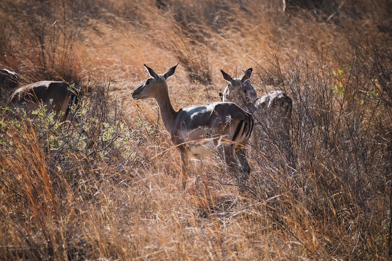 Antílope Naturaleza África Fauna - Foto gratis en Pixabay