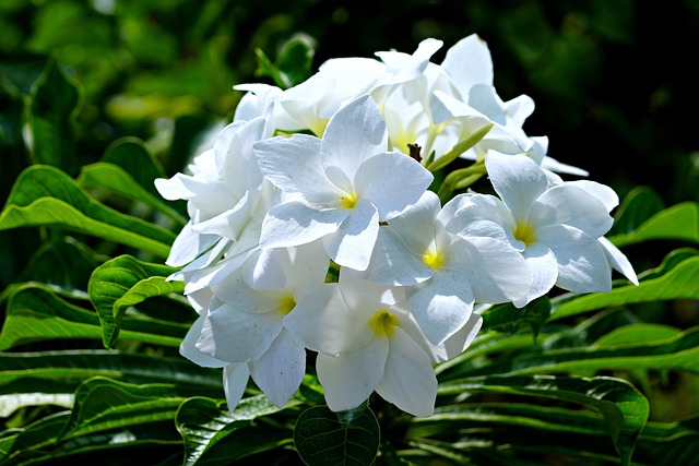 900+ Free Plumeria & Nature Images - Pixabay