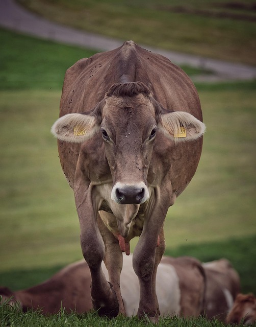 Vache Animal Bovins - Photo gratuite sur Pixabay