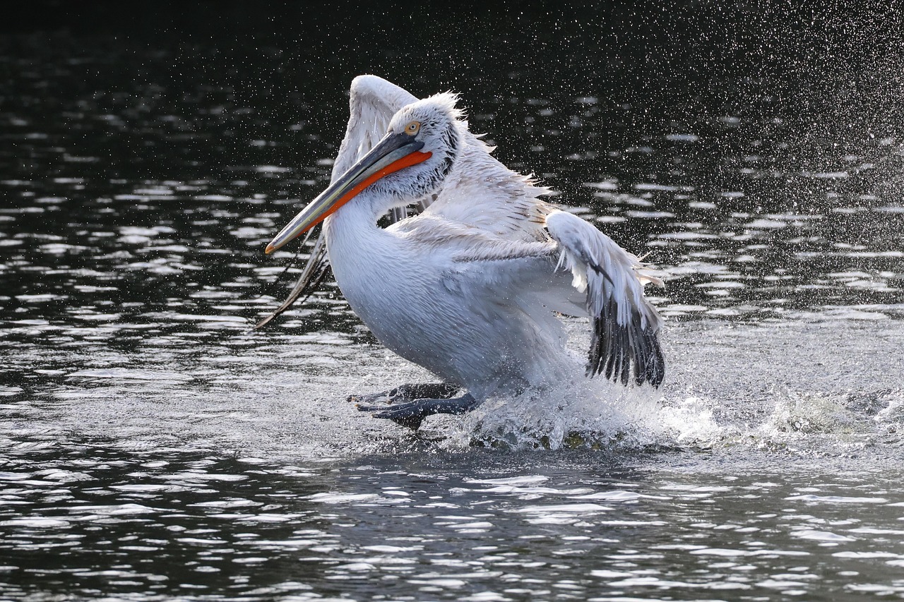 Pelican Bird Animal Dalmatian - Free photo on Pixabay