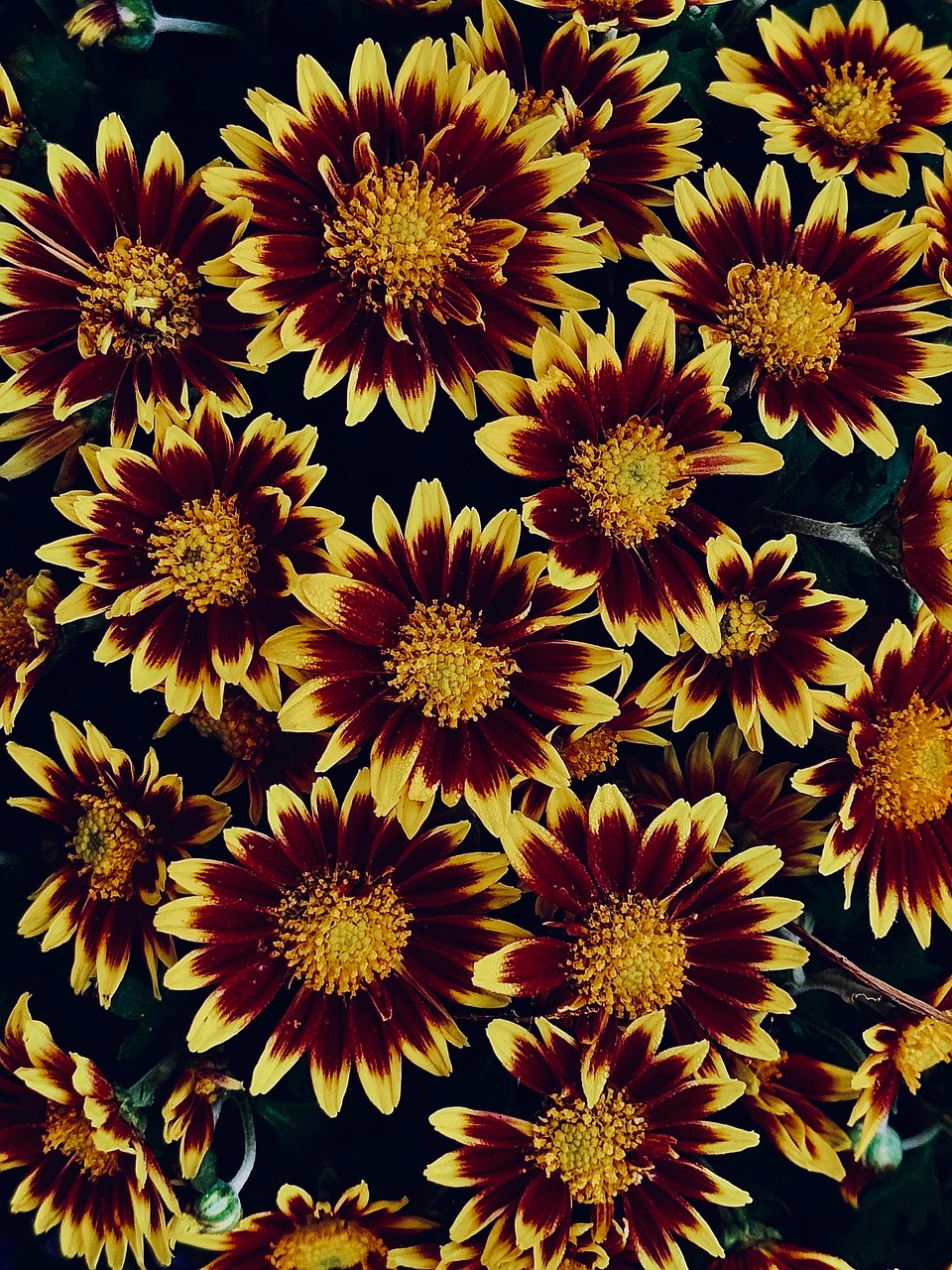 Pictures Of Autumn Flowers