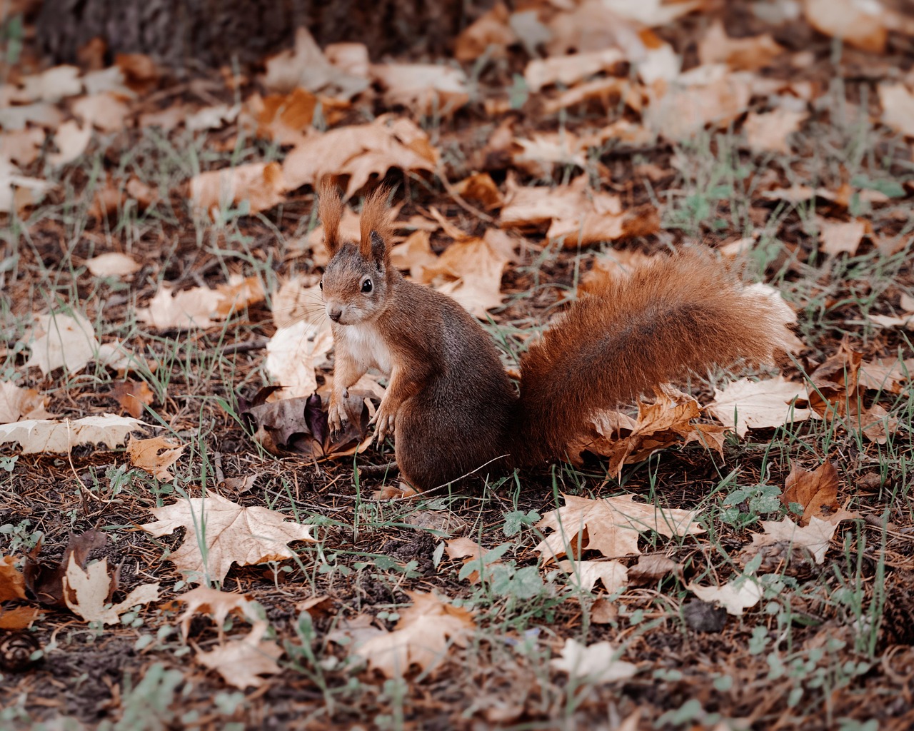 Squirrel Animal Rodent - Free photo on Pixabay