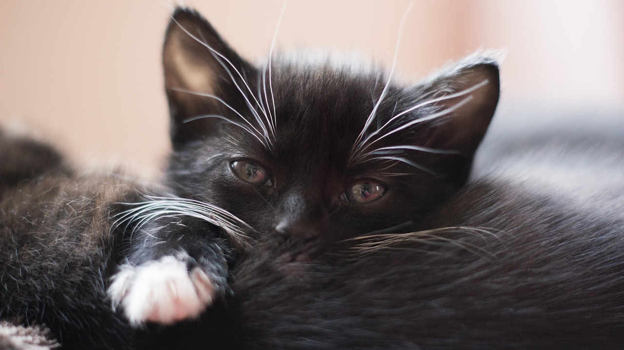 Bebê Gato Animal Doméstico Gatinho - Foto gratuita no Pixabay