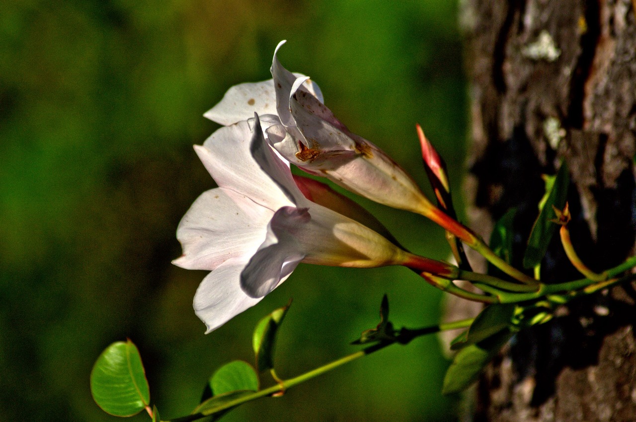 Cupping Vine Flower Pink - Free photo on Pixabay