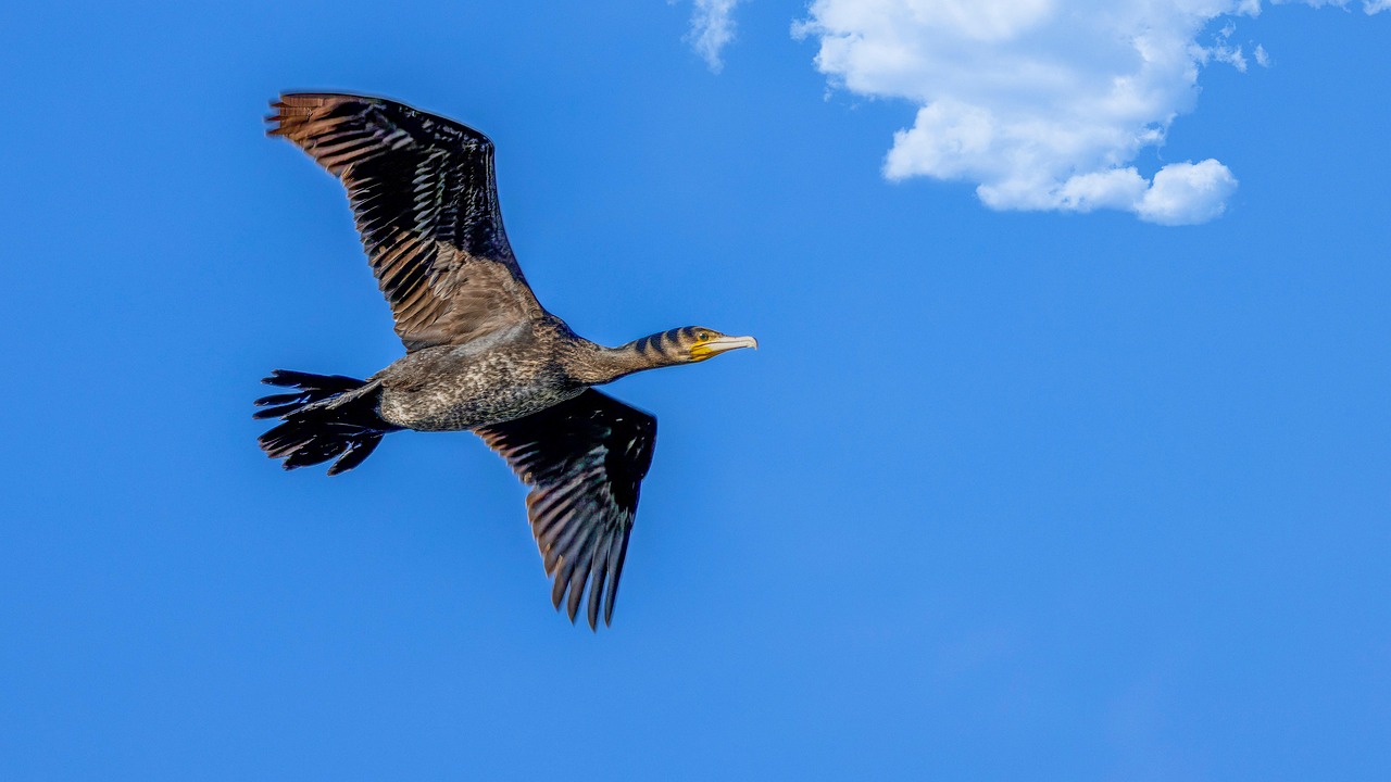 Cormorant Bird Animal - Free photo on Pixabay
