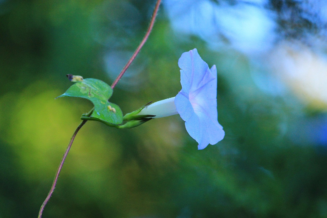 Bunga Lonceng Biru - Foto gratis di Pixabay