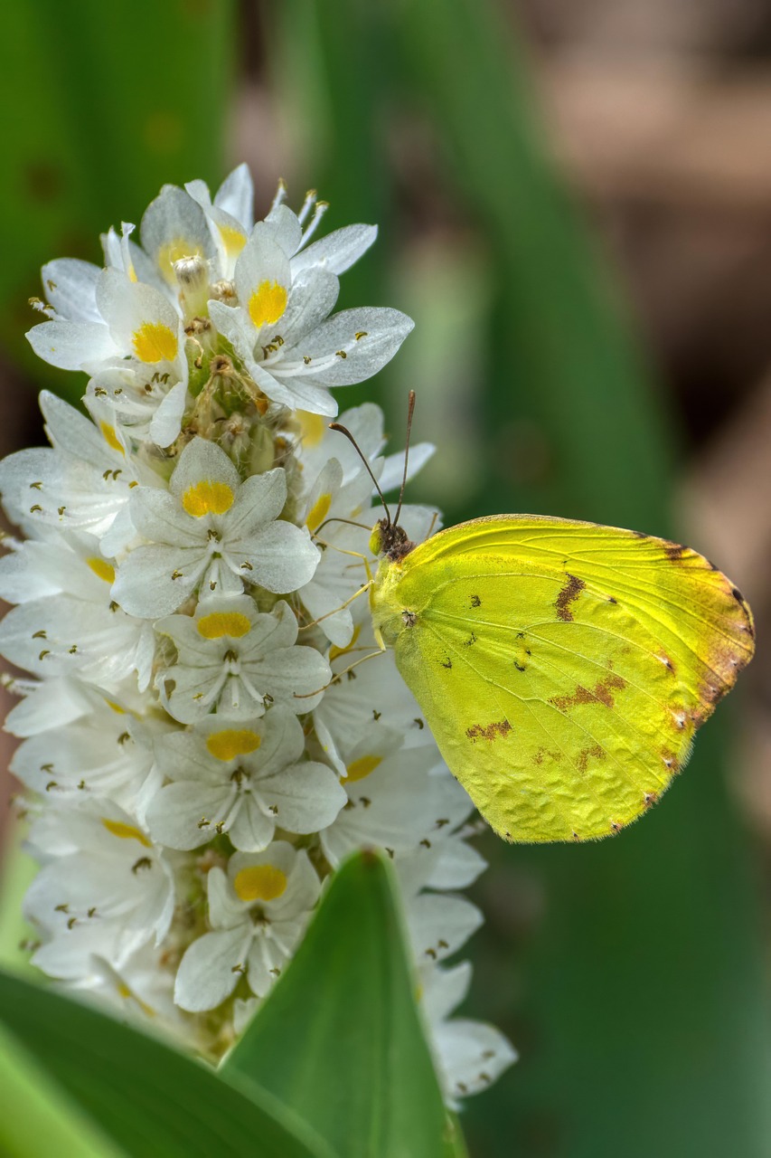 Common Grass-Yellow Butterfly - Free photo on Pixabay