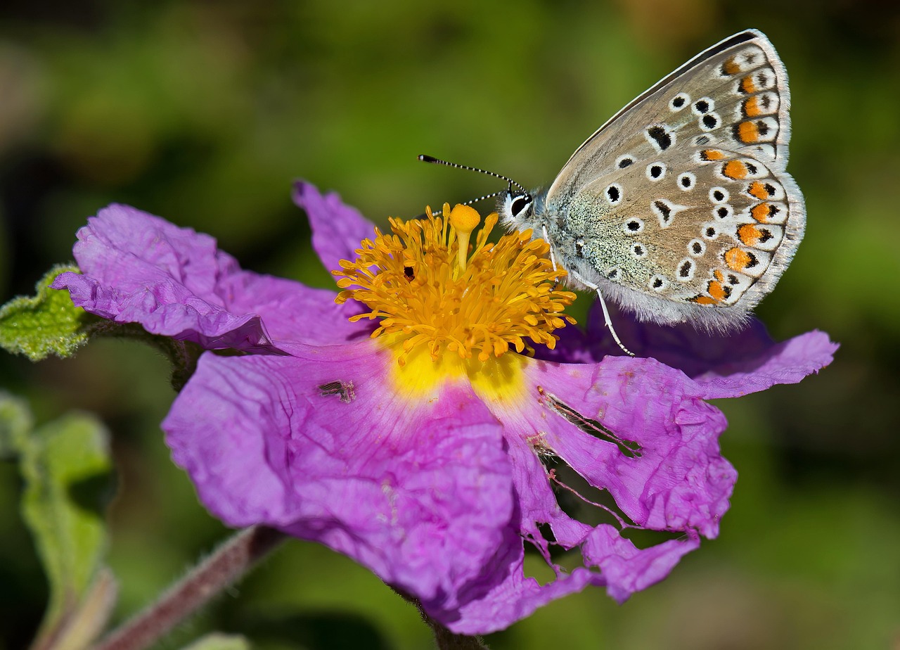 Butterfly Common Blue Rockrose - Free photo on Pixabay