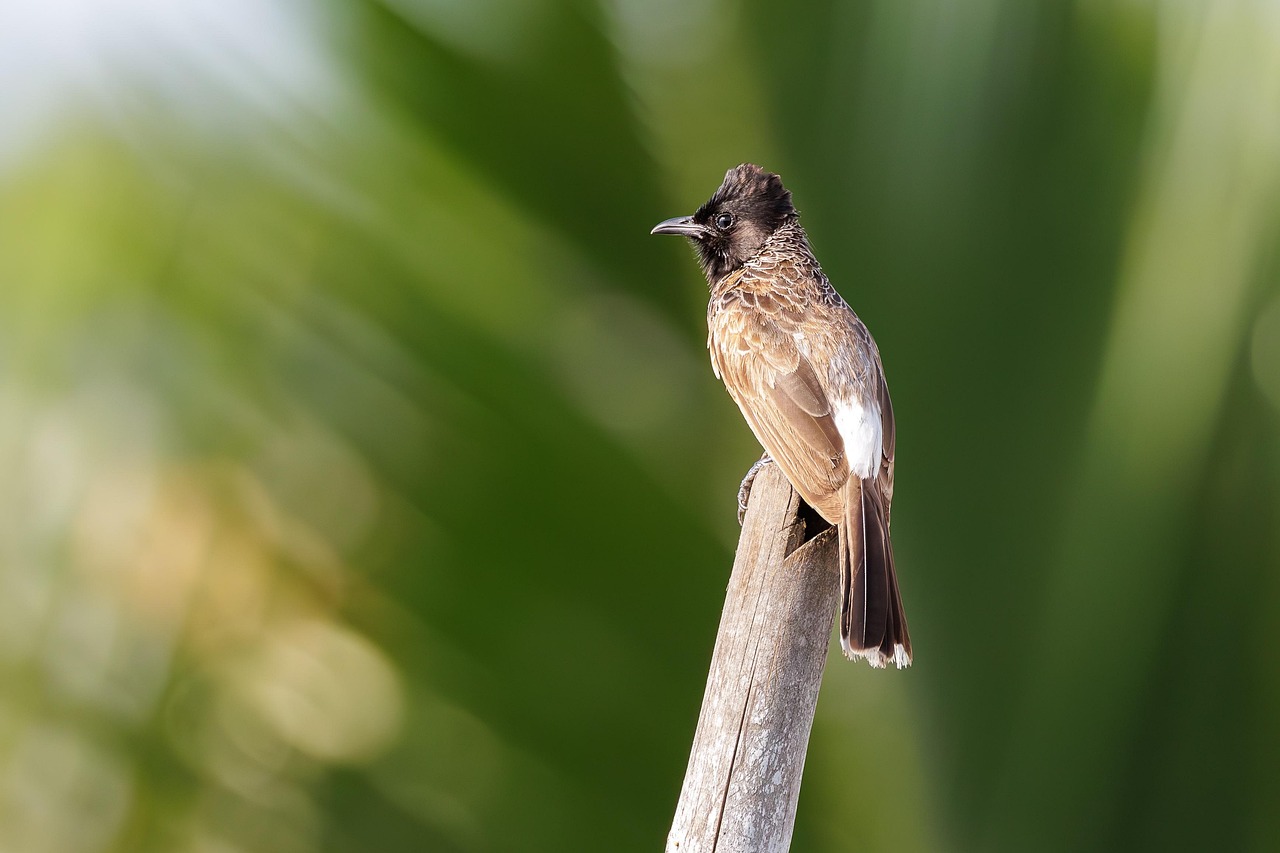 Bulbul Bird Images: 300+ Free High Quality Photos and Pictures - Pixabay