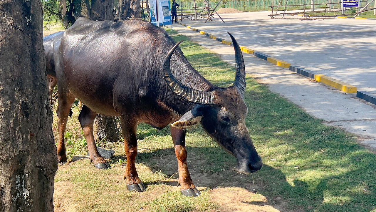 Water Buffaloes River Natural - Free photo on Pixabay