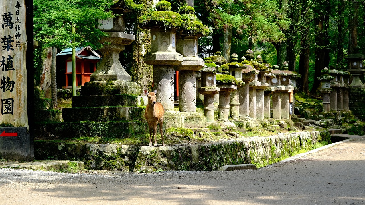 Park Deer Animal Nara - Free photo on Pixabay