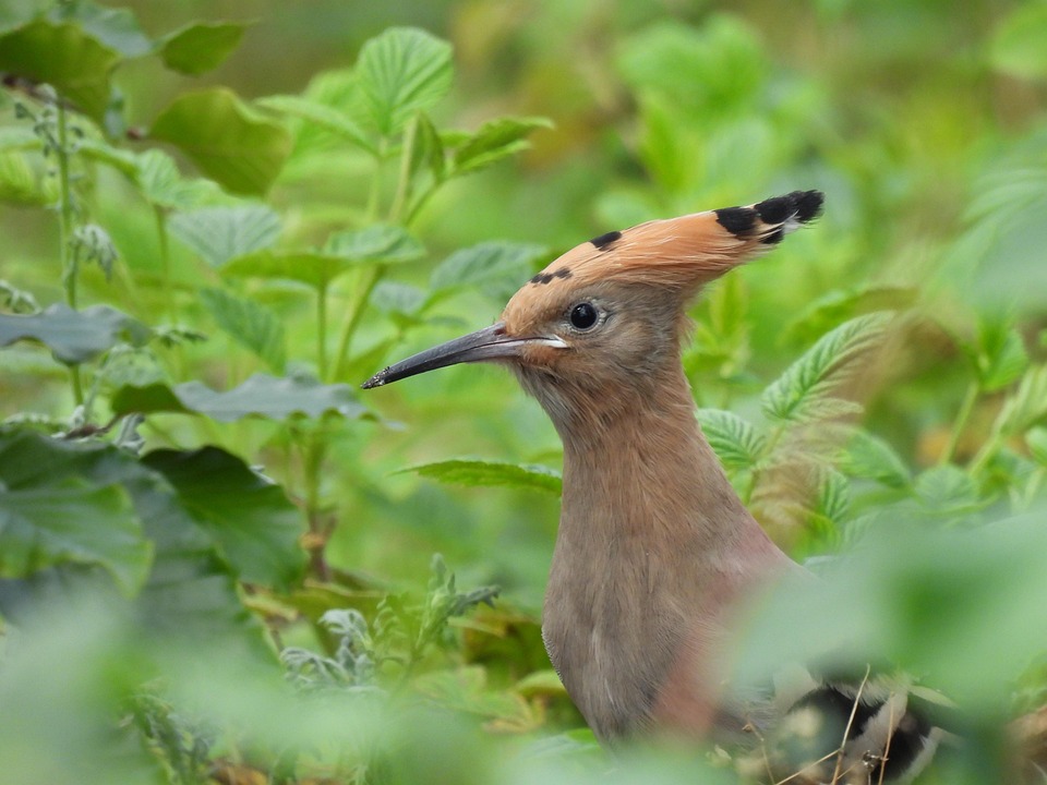 Hoopoe Bird Animal - Free photo on Pixabay