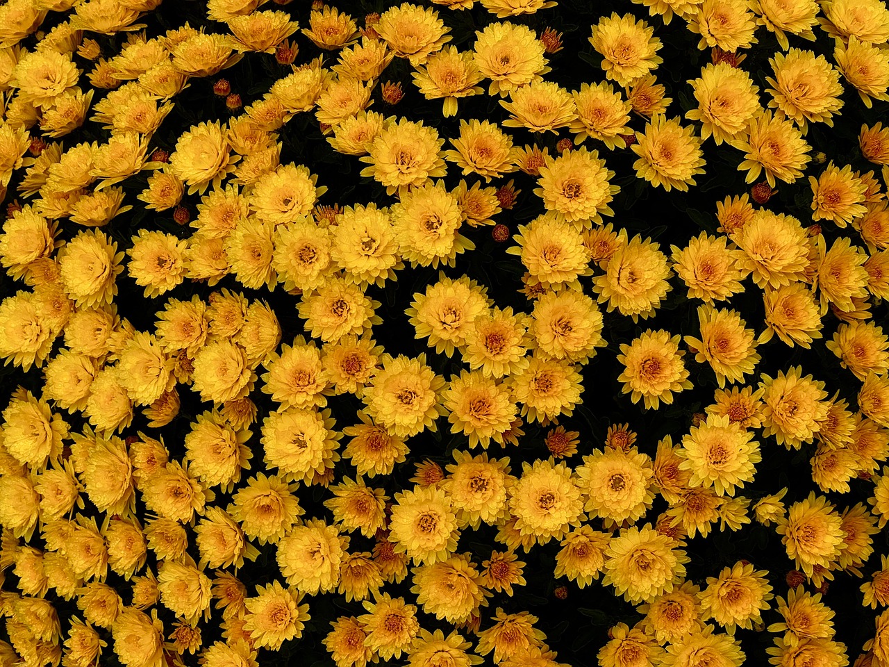 60,000+ Free 4K Windows 10 Flower & 4K Wallpaper Images - Pixabay
