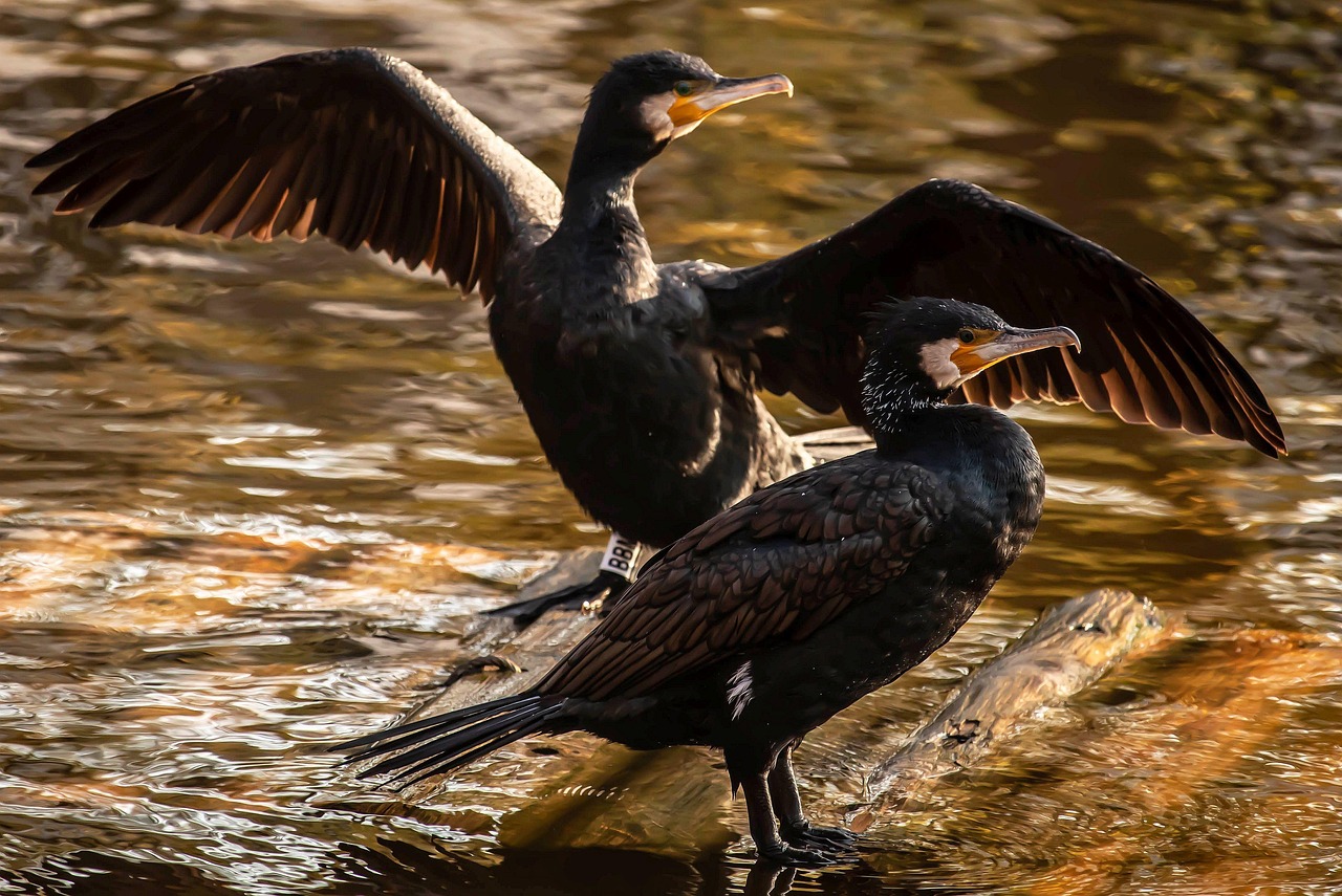 Cormorant Cormorants Bird - Free photo on Pixabay