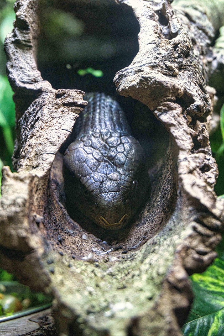 Snake Viper Reptile - Free photo on Pixabay