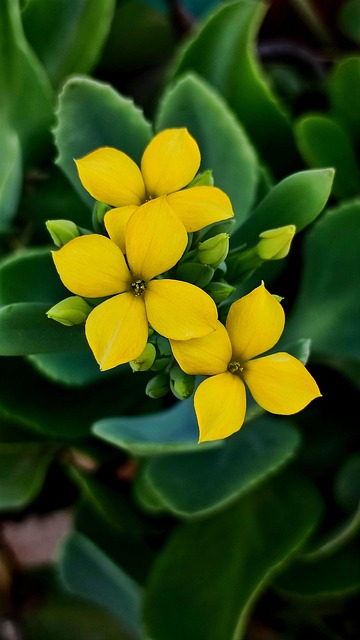 Yellow Flower Kalanchoe Bloom - Free photo on Pixabay