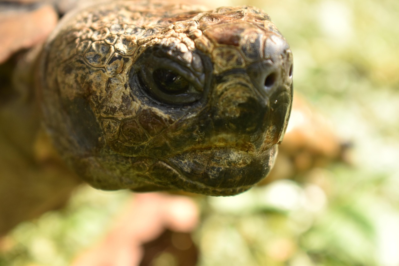 Tortuga Naturaleza Oceano - Foto gratis en Pixabay
