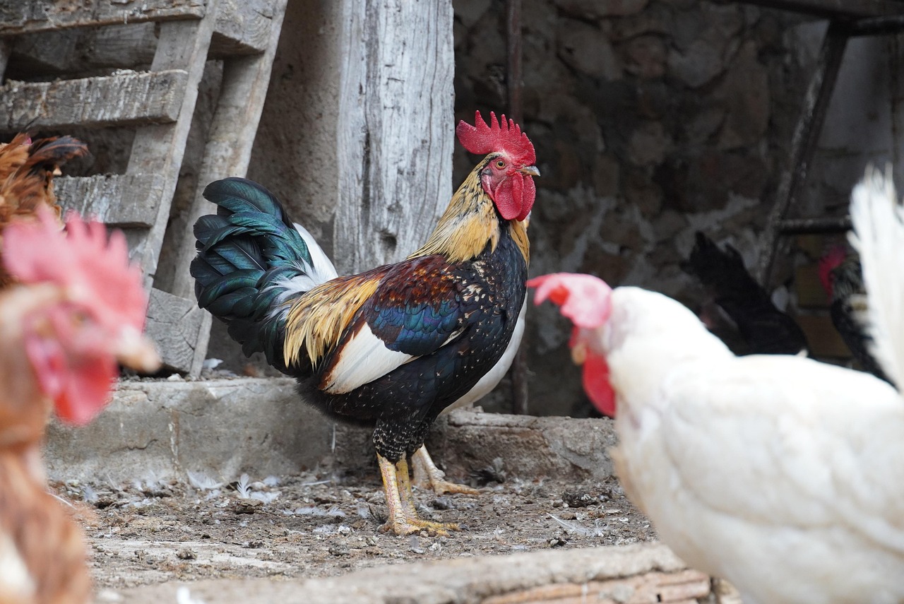 Gallo Poules Corral Des - Photo gratuite sur Pixabay