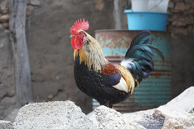 Gallo Poule Poulet - Photo gratuite sur Pixabay