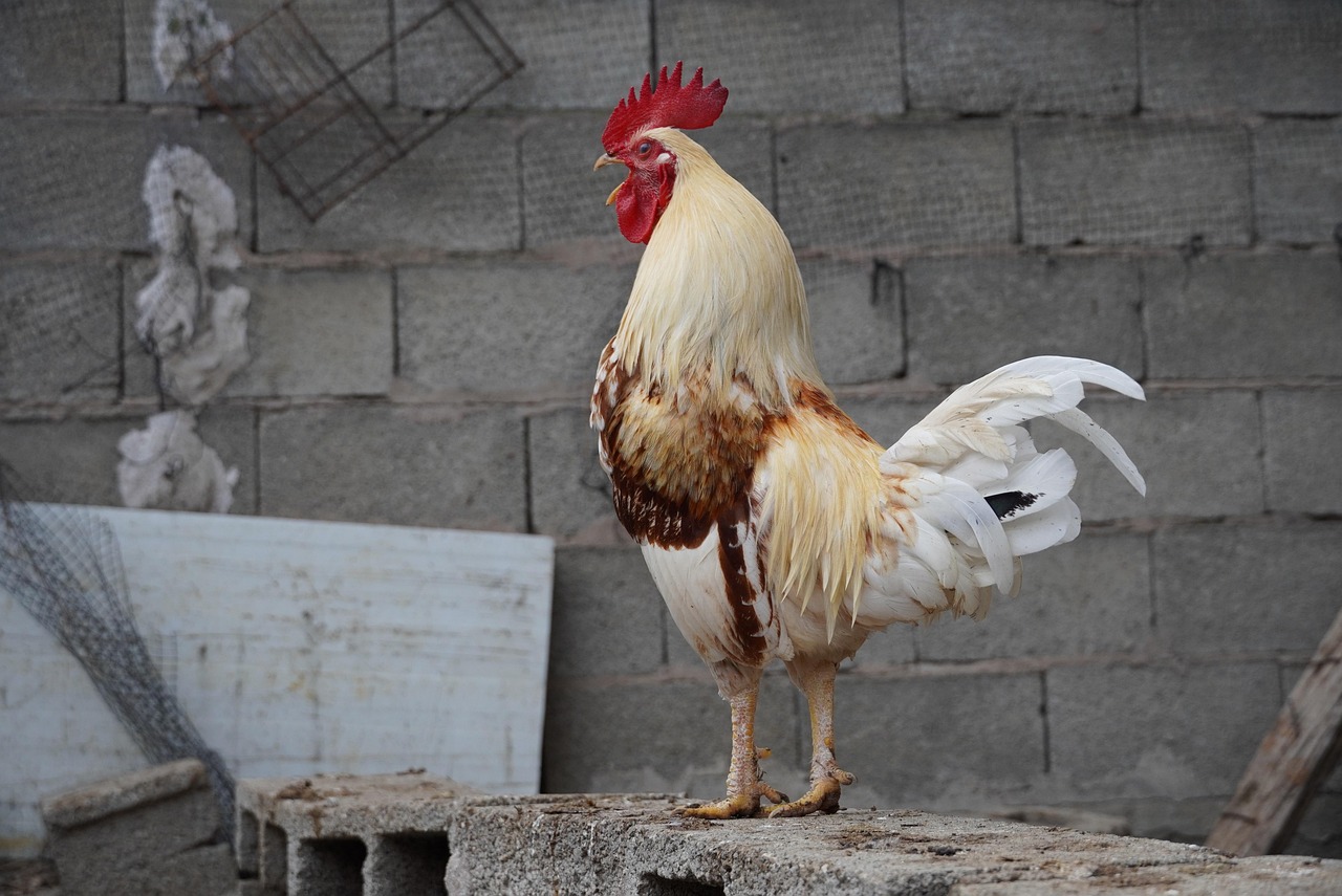 Gallo Poule Corral - Photo gratuite sur Pixabay