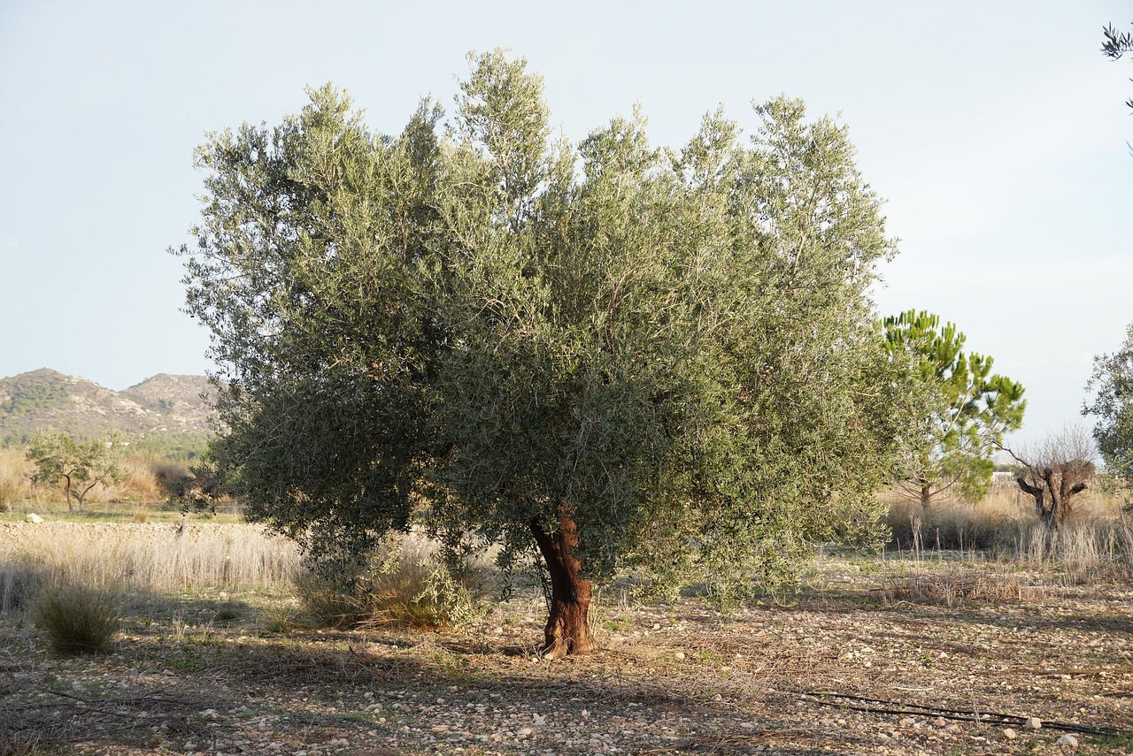 Olive Tree Grove - Free photo on Pixabay