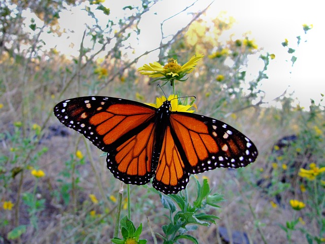 Butterfly Nature Wings - Free photo on Pixabay