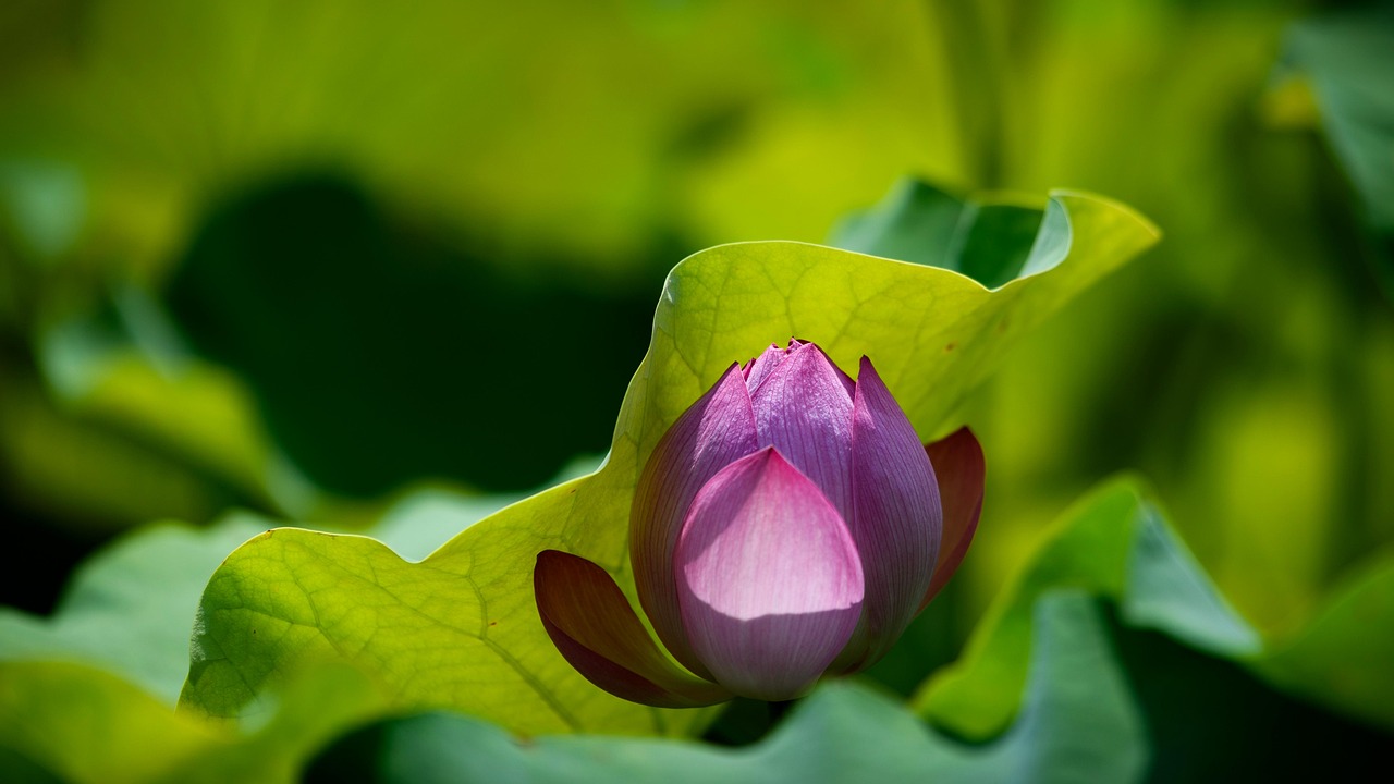 Lotus Aquatic Plant Pond - Free photo on Pixabay