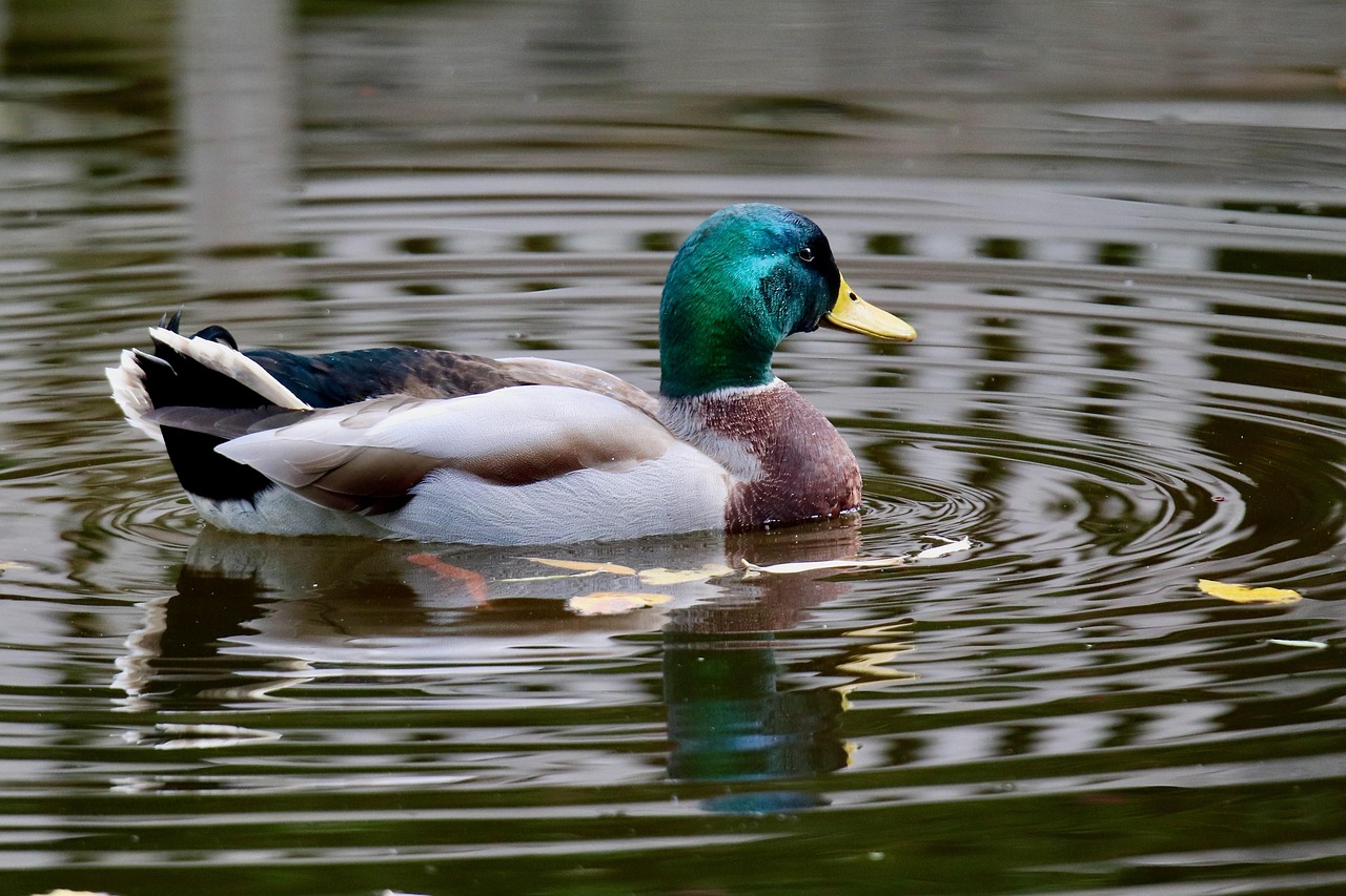 Mallard Drake Water Bird - Free photo on Pixabay